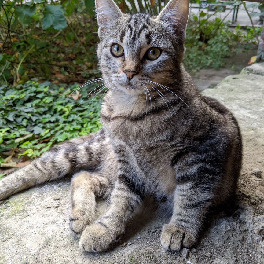 Киса очень хочет стать домашней