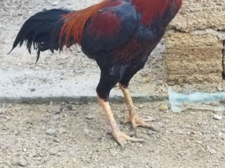 Продам 1,5 годовалого петуха