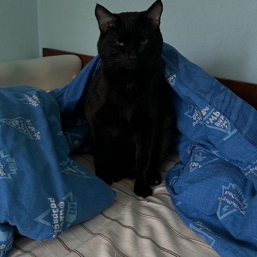 Кот