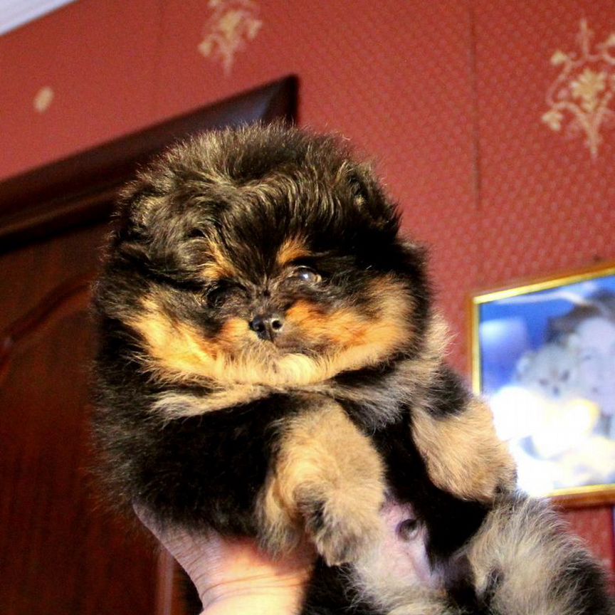 Просто чудо, как хорош Не правда ли