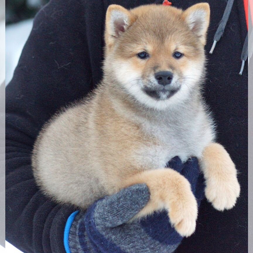 Сиба-ину, щенок