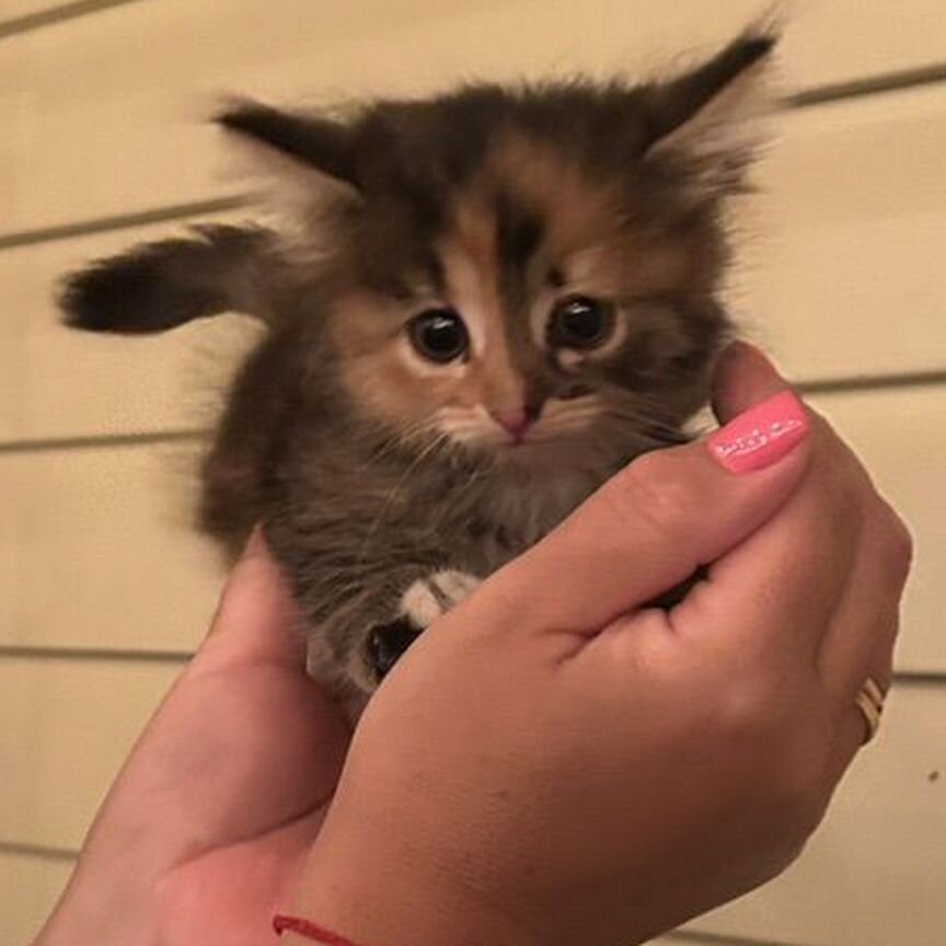 Котята 1,5 мес