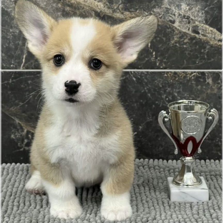 Вельш Корги Пемброк, щенок