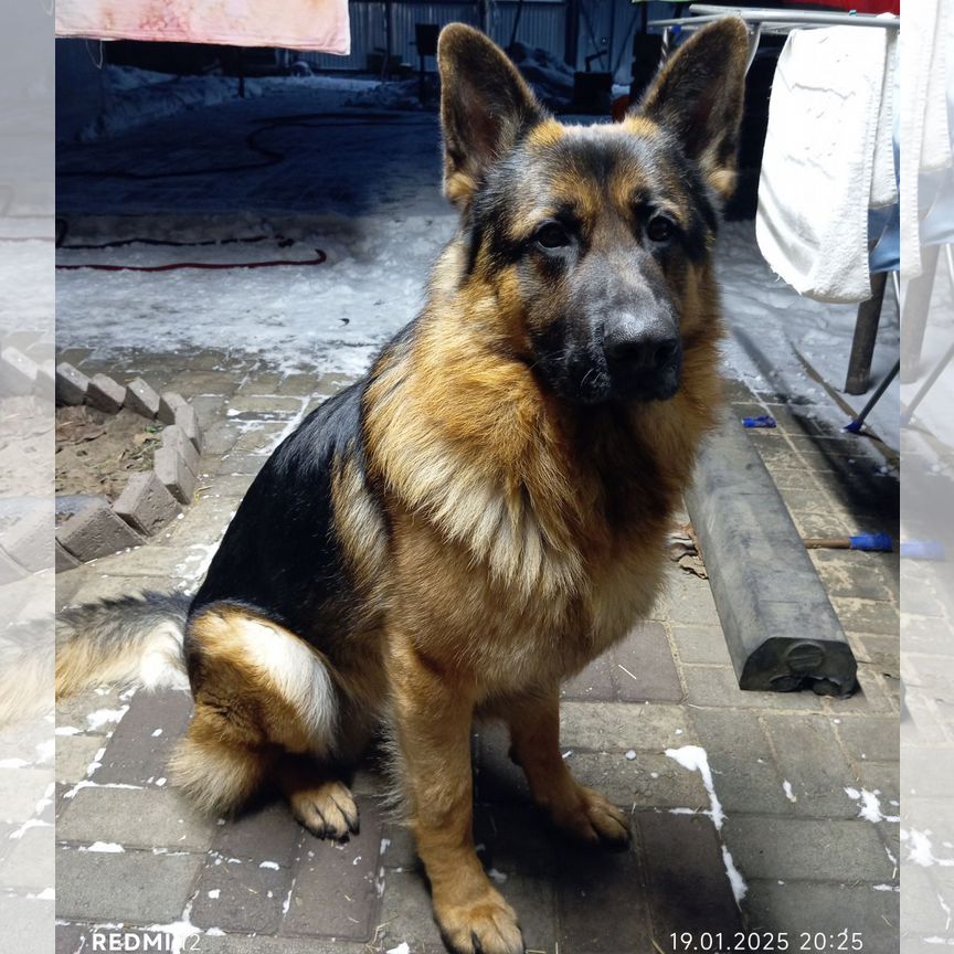 Немецкая овчарка