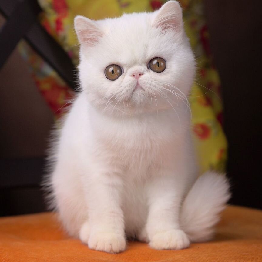 Экзотические плюшевые котята