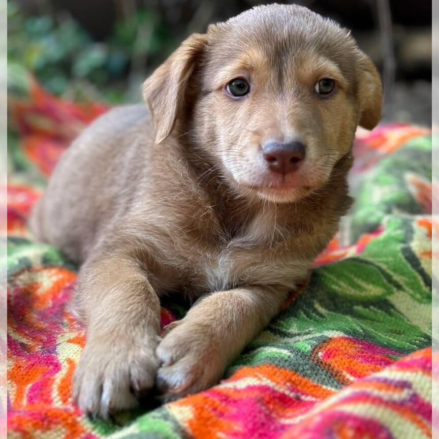 Шоколадным батончикам нужен дом