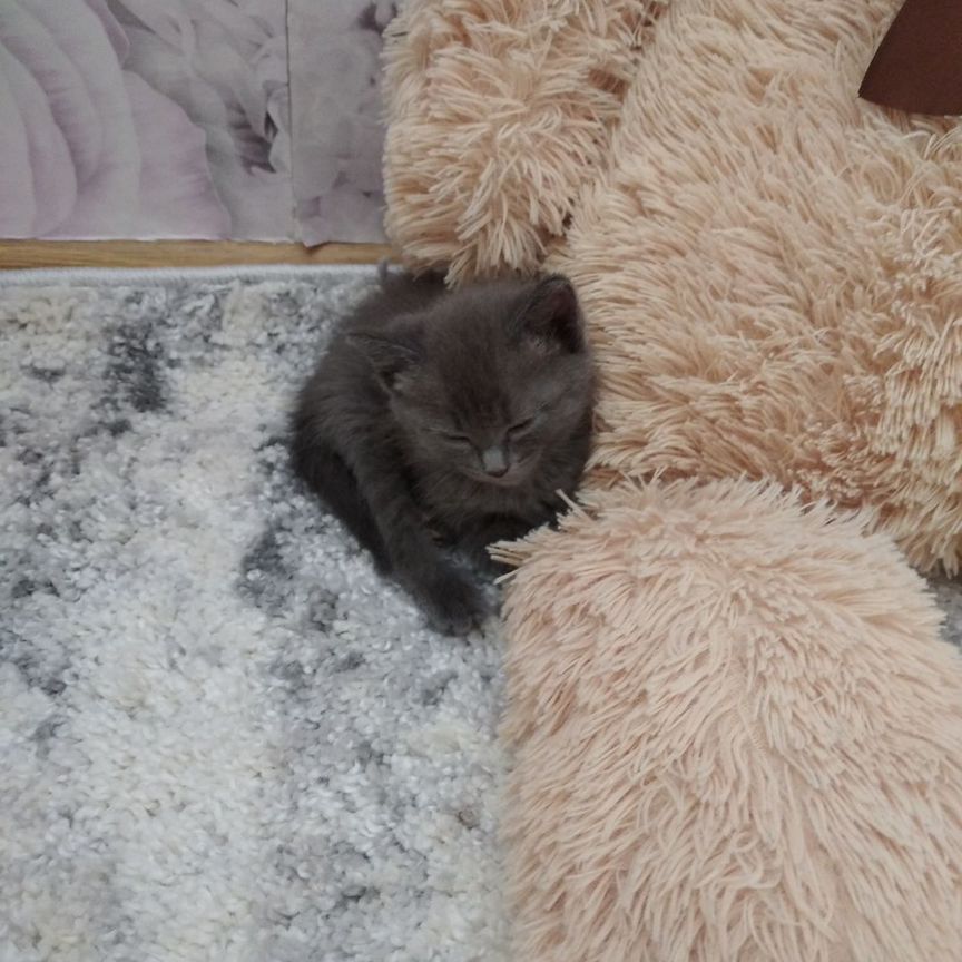 Котенок, в добрые руки