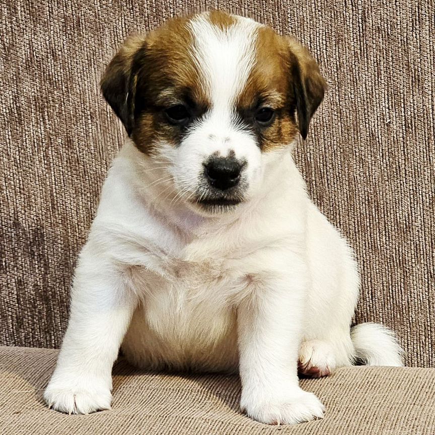 Джек-рассел-терьер, щенок