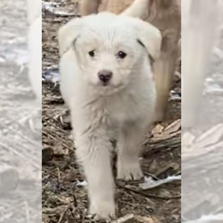 Отдам щенка в надёжную семью