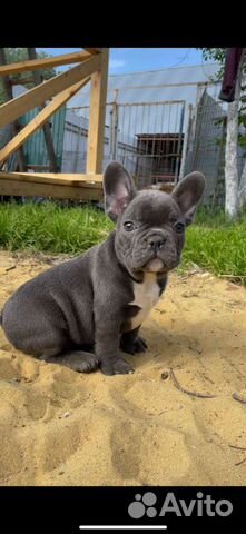 Щенки Французского бульдога