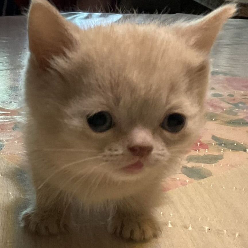 Персидский котёнок