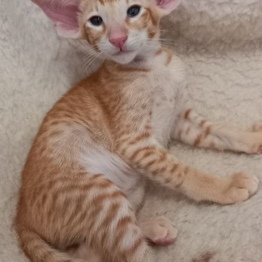 Котята
