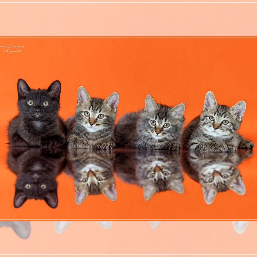 Курильский бобтейл короткошёрстный котёнок