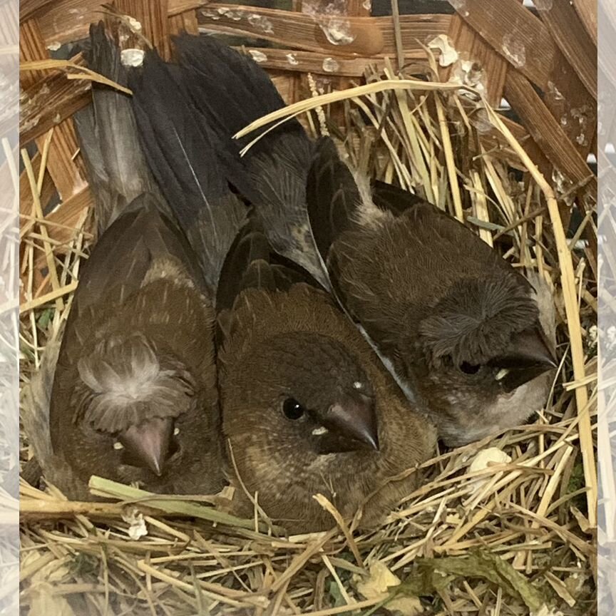 Японские амадины