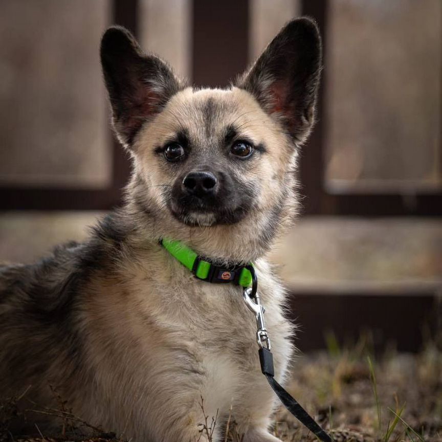 Собака Лада в добрые руки