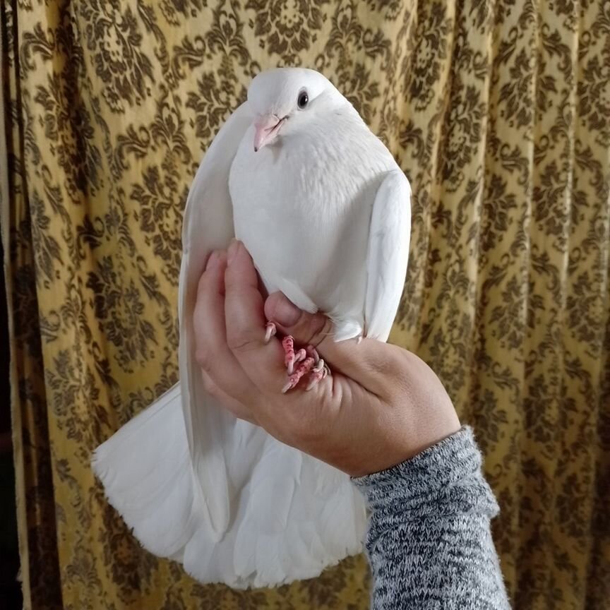 Голубь белый