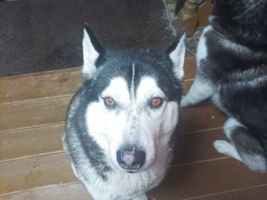 Потерялась собака