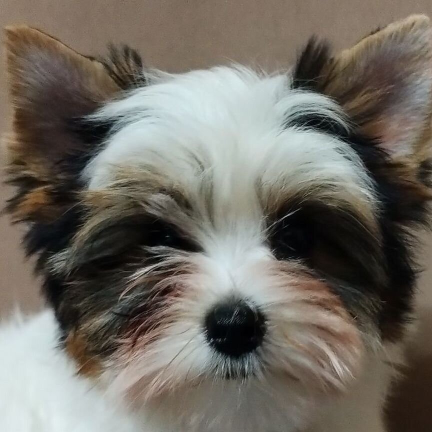 Щенки бивер йорка стандарт