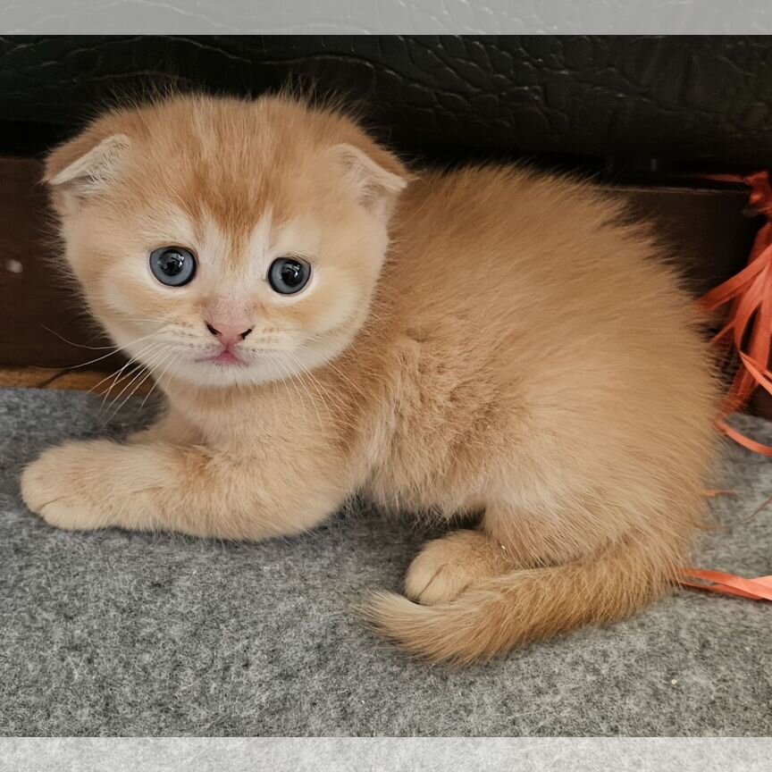 Шотландский вислоухий короткошёрстный котёнок