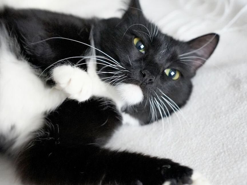 Кошечка Марта ищет дом