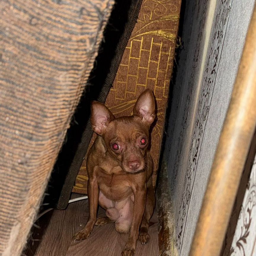 Русский той-терьер, взрослый пёс