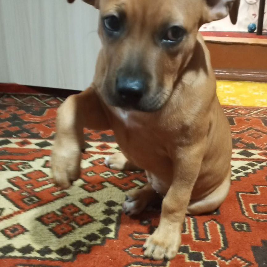 Американский стаффордширский терьер, щенок