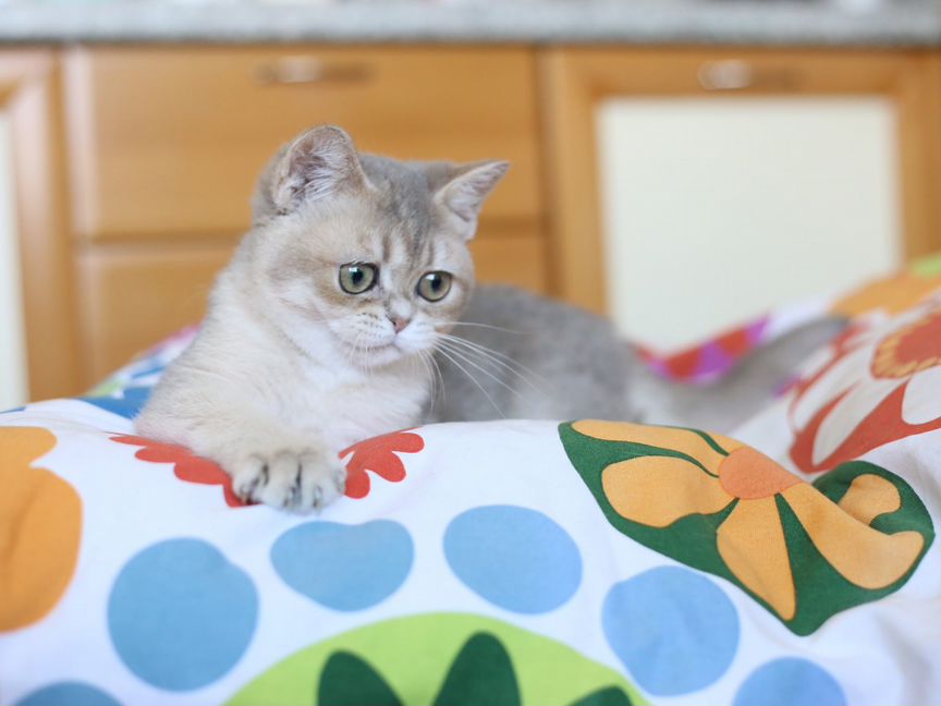 Британский котик золотая шиншилла