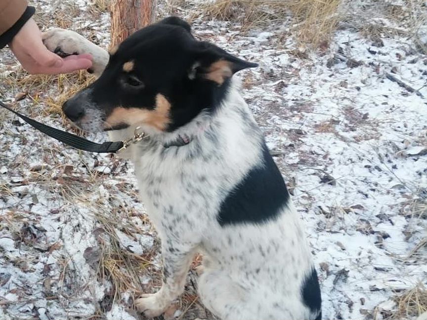 Щенку нужна семья