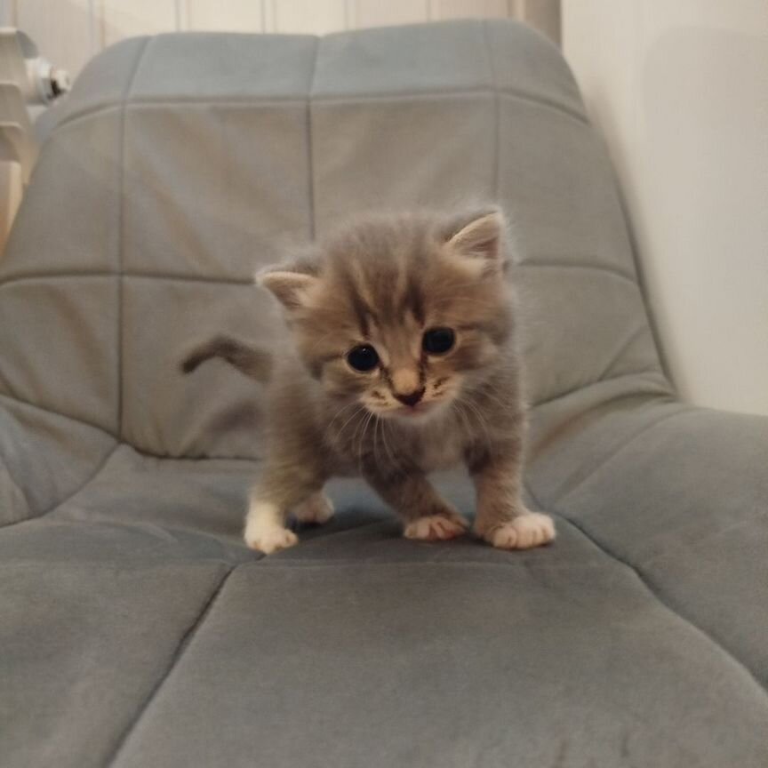 Котенок мальчик британец
