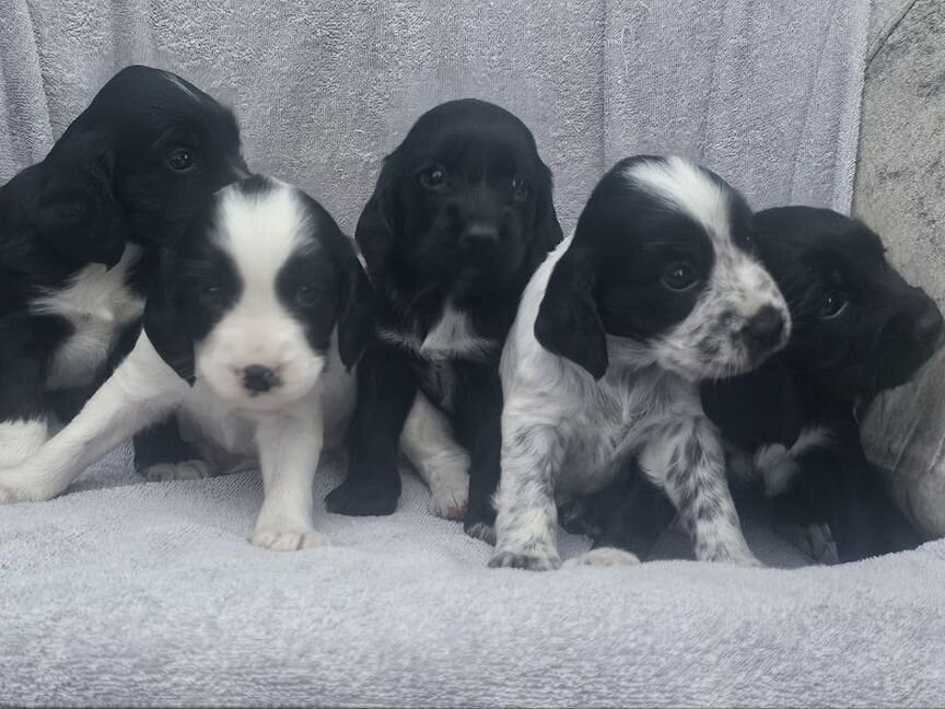 Щенки спаниеля