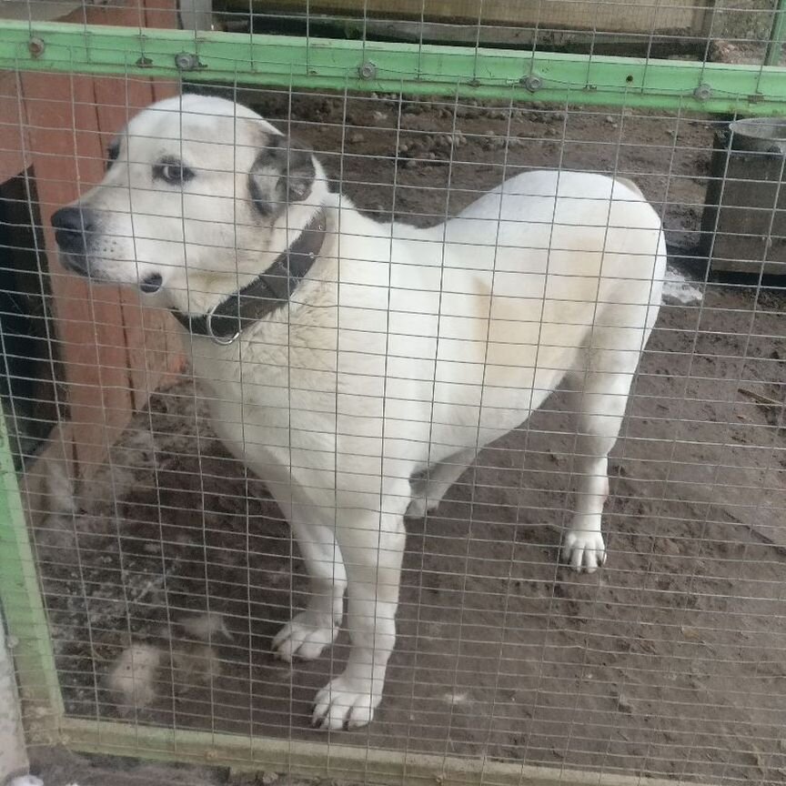 Алабай сука