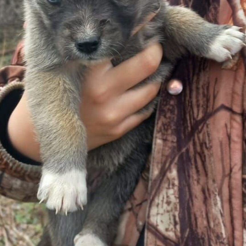 Отдам в добрые руки щенков 1 мес