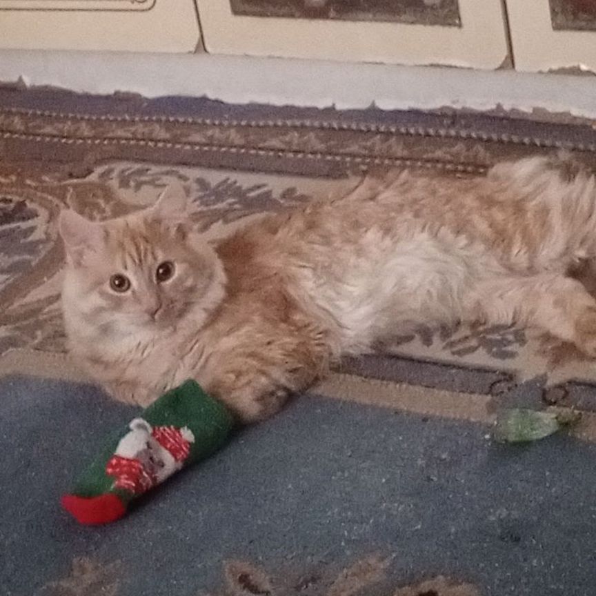 Взрослый кот в добрые руки