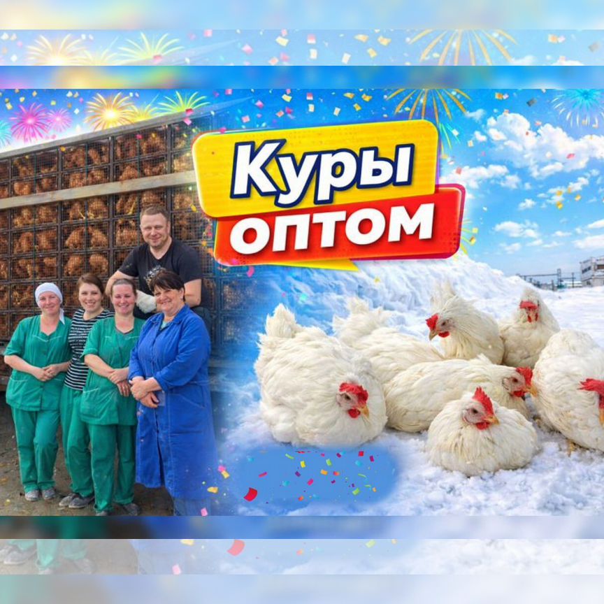 Живые куры, яркие рыжие и снежно-белые