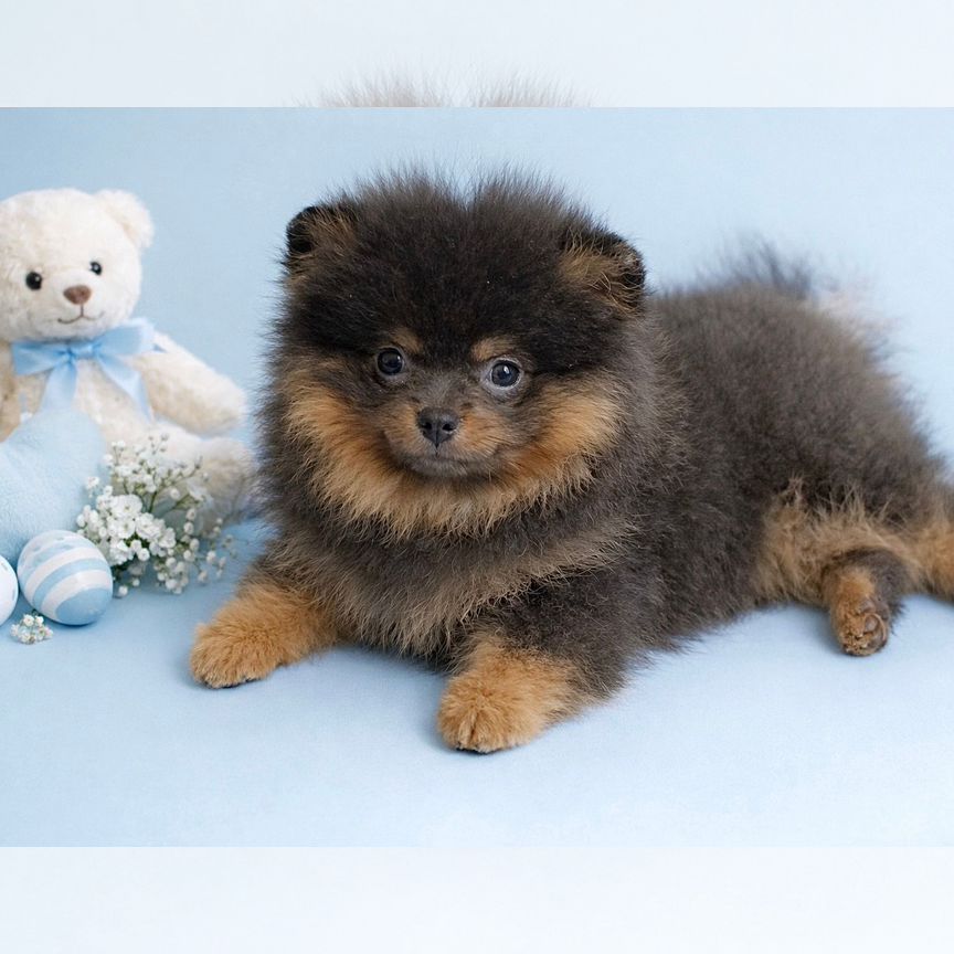 Померанский шпиц, щенок