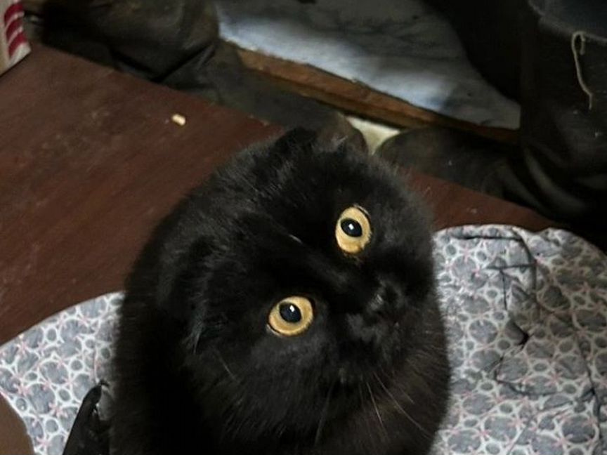 Кошки в добрые руки бесплатно