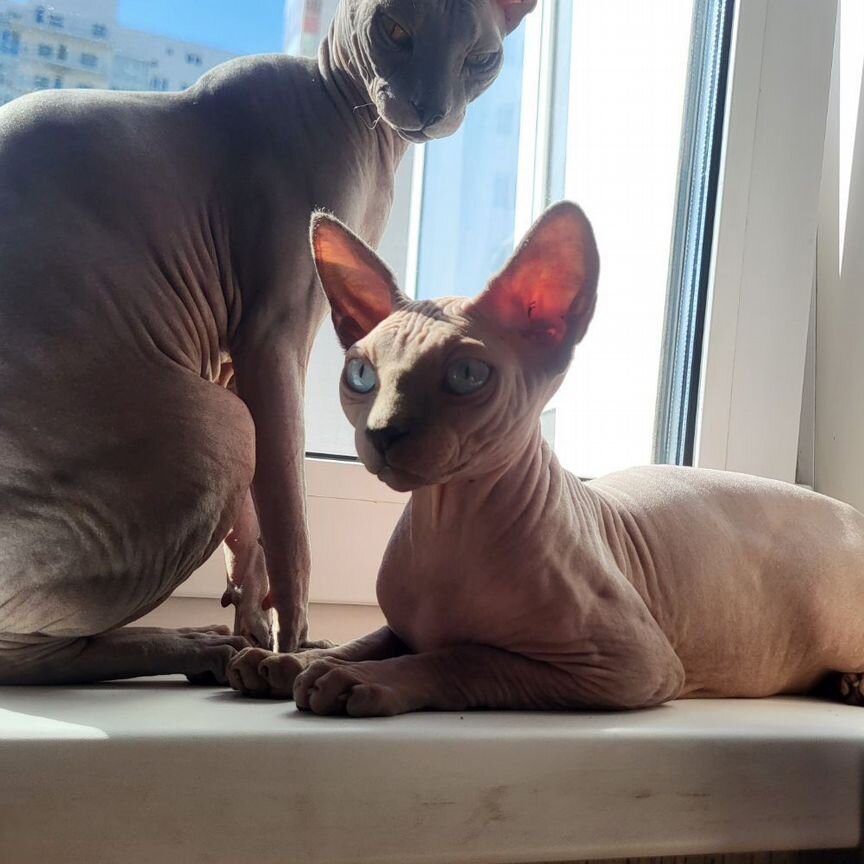 Коты донской сфинкс