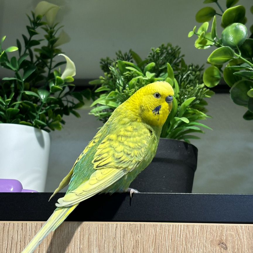 Попугаи с клеткой