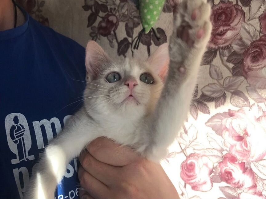 Очень нужна временная передержка для котёнка