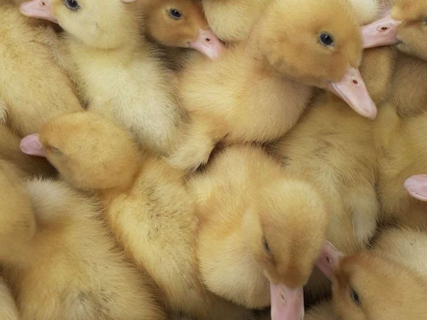 Утята суточные и подрощенные