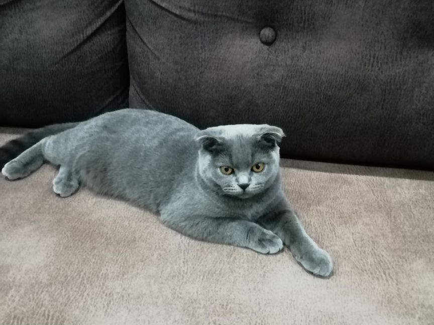 Британка вислоухая