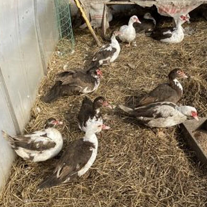 Индоутки на племя