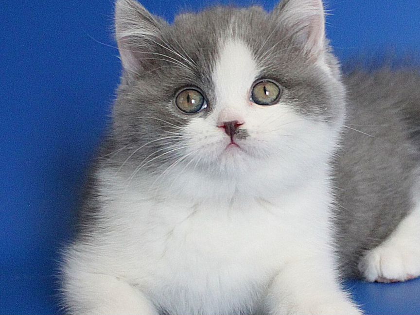 Британские котята от европейских производителей