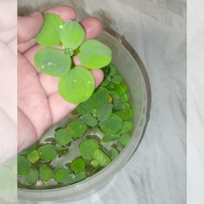 Аквариумное растение