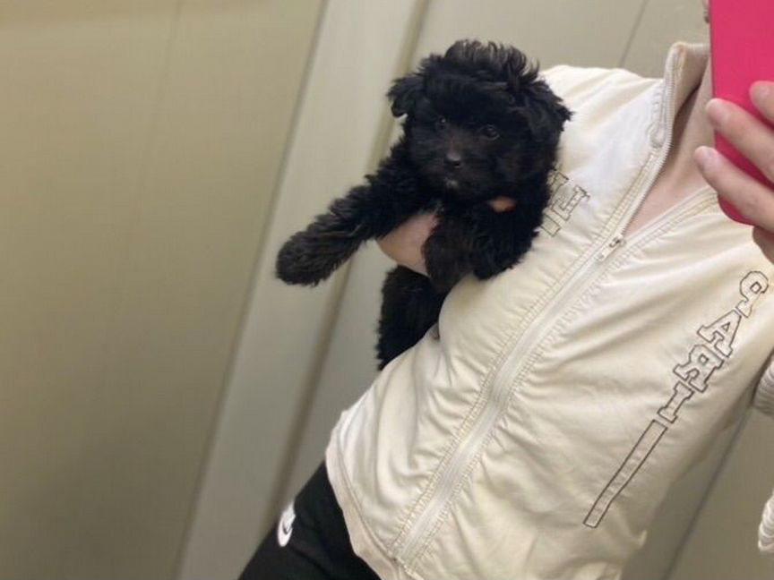 Мальтипу предлагаем малышей