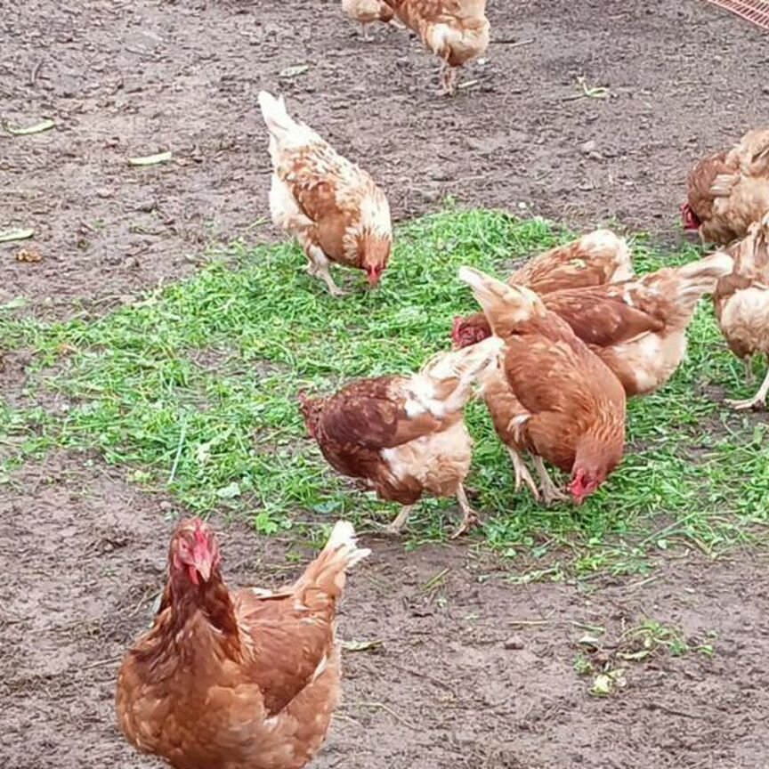 Курицы несушки