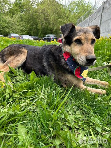 Старые собаки не нужны