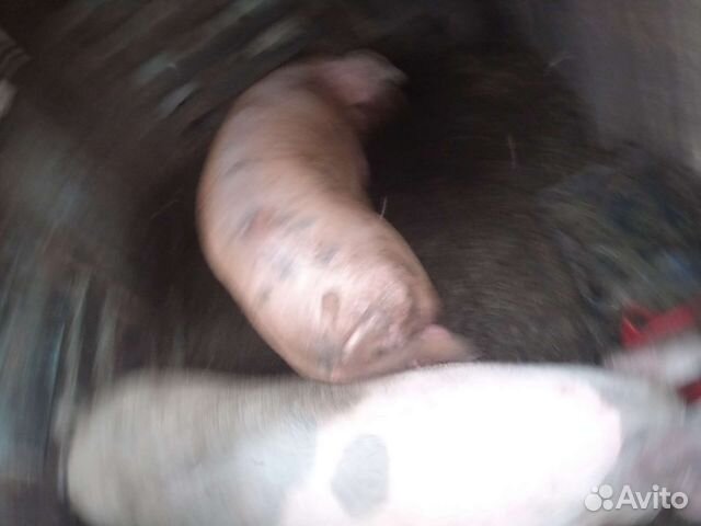 Хряк дюрок+ландрас