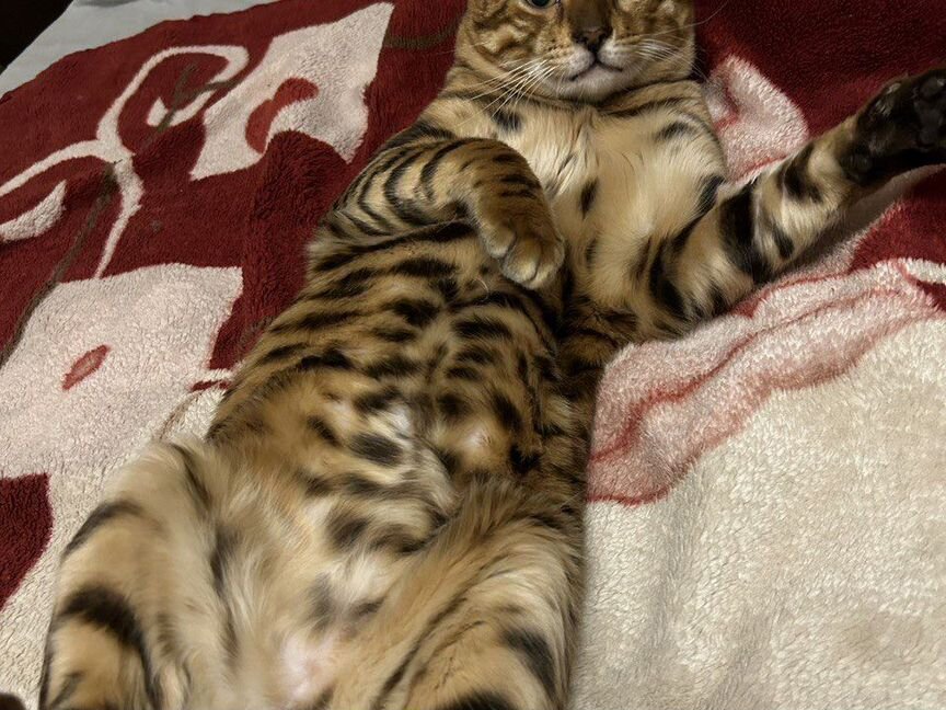 Вязка с бенгальским котом