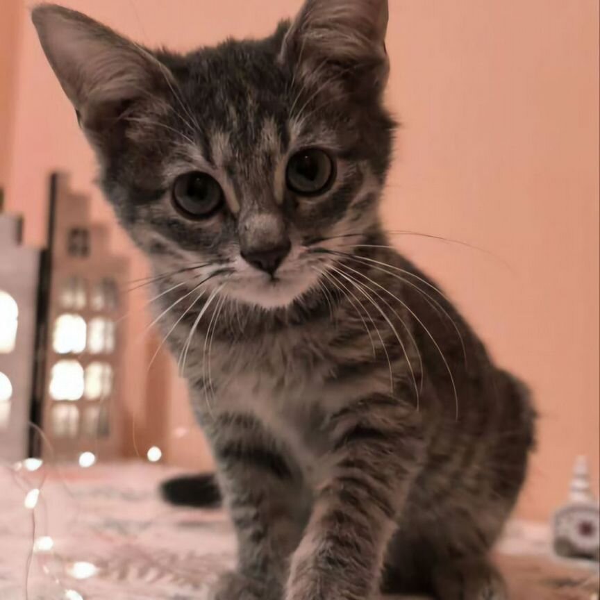 Котенок Симба в добрые руки